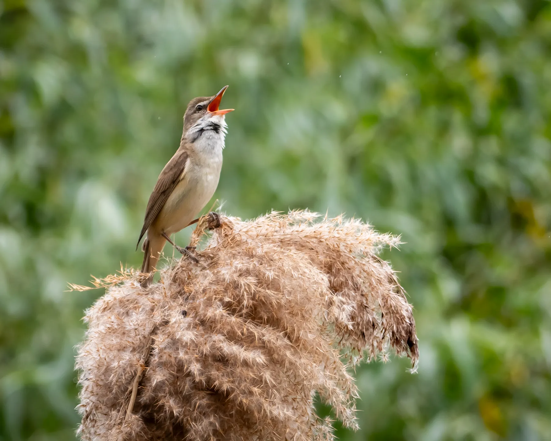 Lăcarul de stuf (Acrocephalus scirpaceus) - Delta Dunării