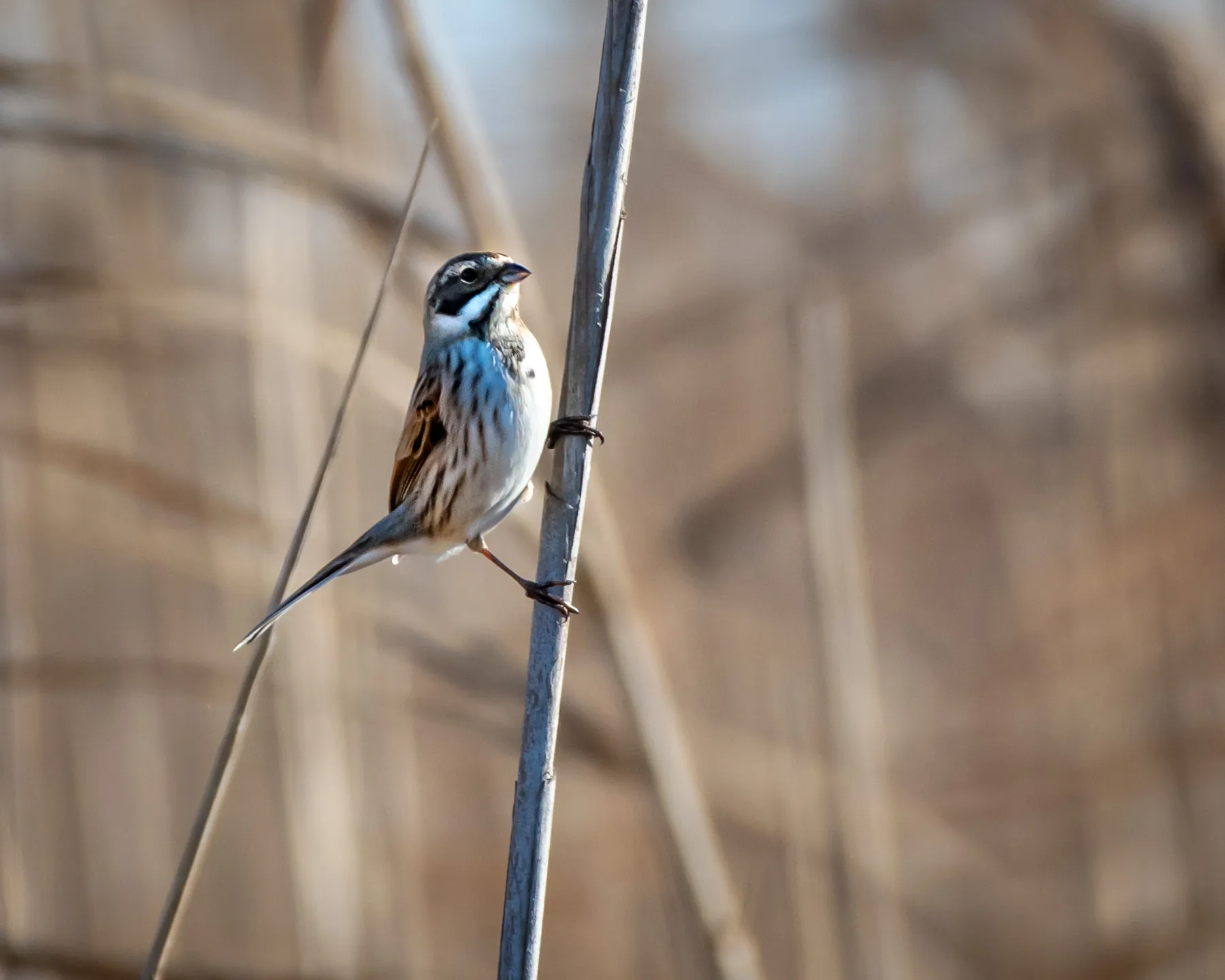 Presura de stuf (Emberiza schoeniclus) - Delta Dunării