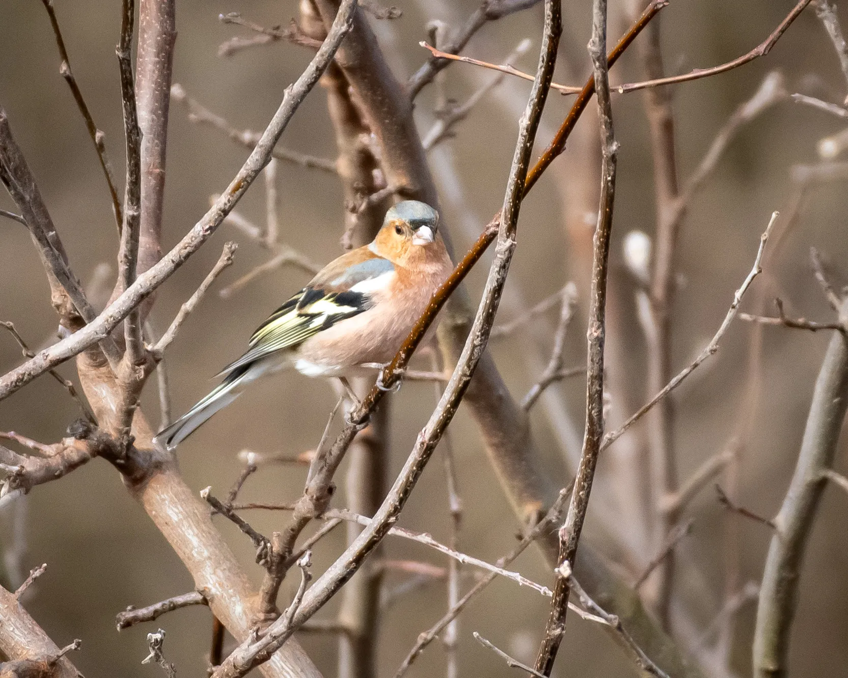 Cinteza (Fringilla coelebs) - Delta Dunării