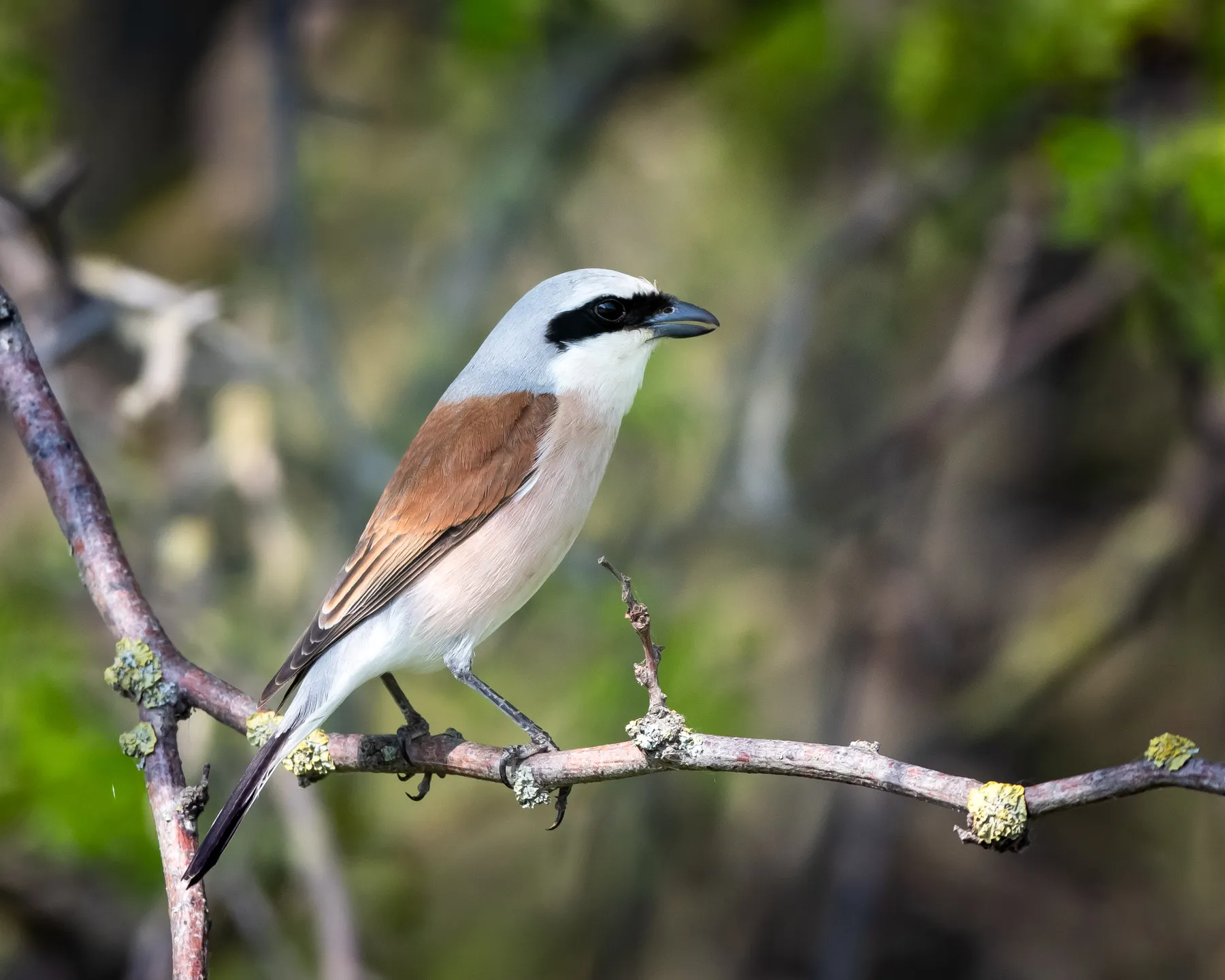 Ruddy red shrike (Lanius collurio) - Danube Delta