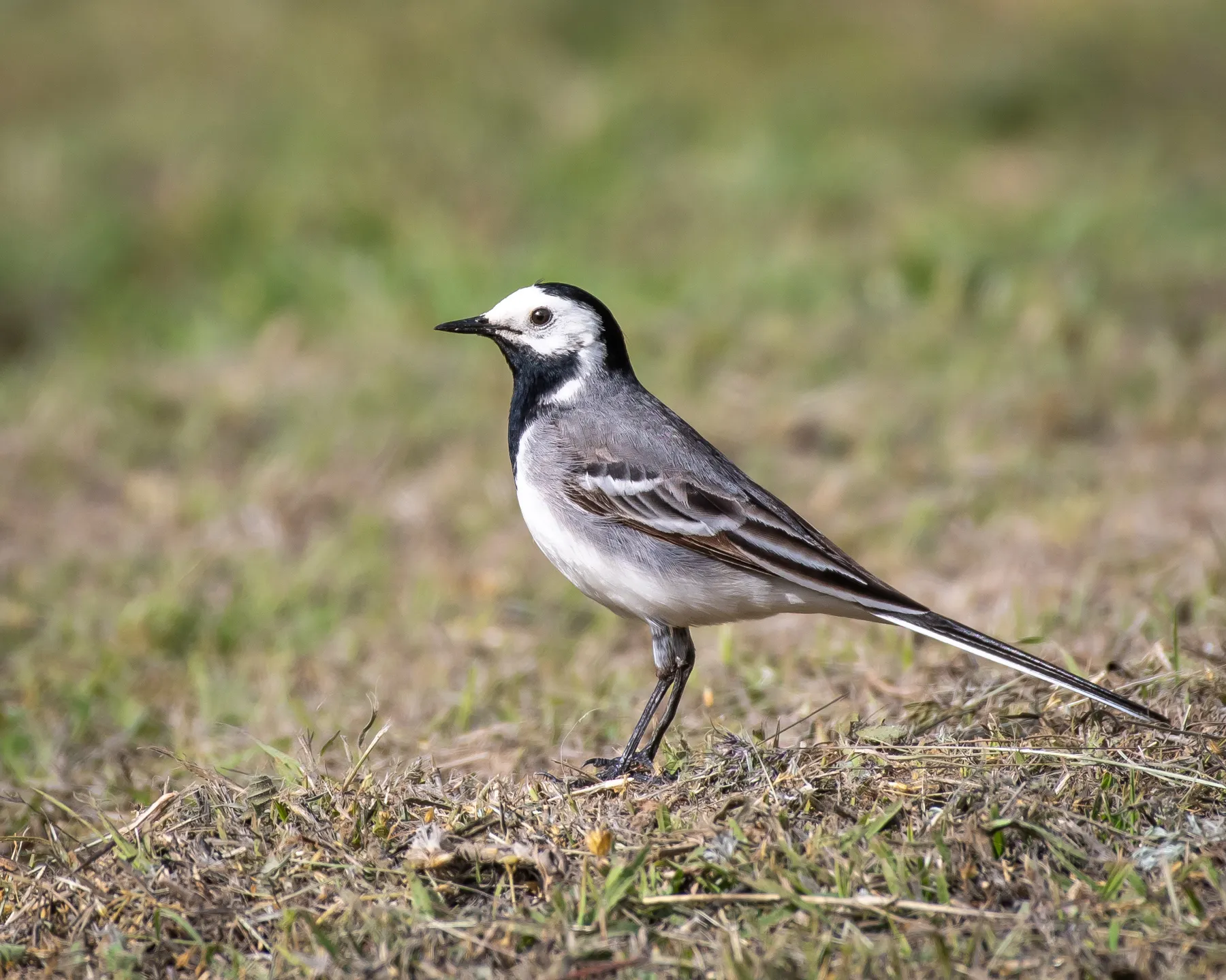 Codobatura albă (Motacilla alba) - Delta Dunării