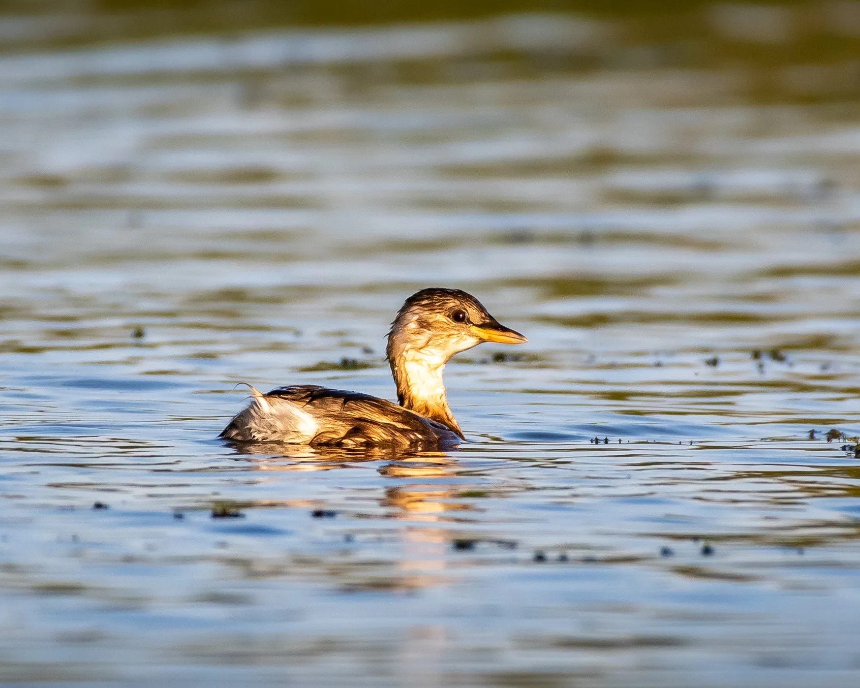 Corcodelul mic (Tachybaptus ruficollis) - Delta Dunării